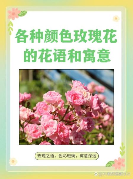 玫瑰花的花语是什么_不同颜色玫瑰代表什么-第2张图片-山城妙识