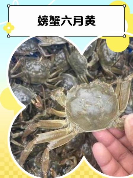 六月黄大闸蟹是什么_六月黄和成熟蟹区别-第3张图片-山城妙识