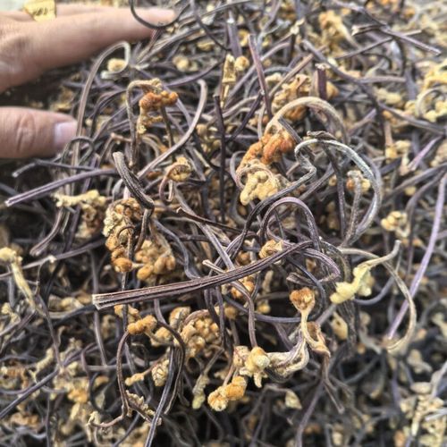 蕨菜干怎么泡发_蕨菜干怎么吃-第3张图片-山城妙识