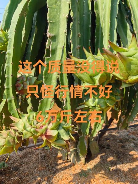 红心火龙果是什么梗_红心火龙果梗怎么来的-第3张图片-山城妙识