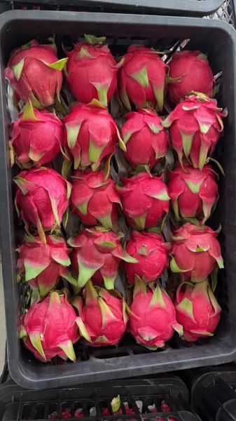 红心火龙果是什么梗_红心火龙果梗怎么来的-第2张图片-山城妙识