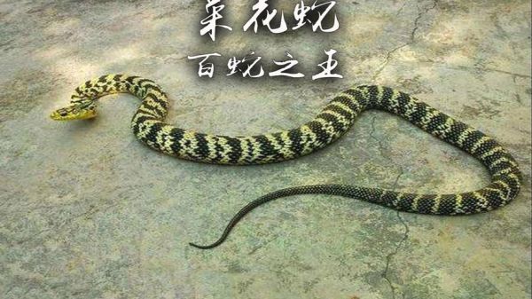 菜花蛇图片大全大图_菜花蛇有毒吗-第2张图片-山城妙识 菜花蛇图片大全大图_菜花蛇有毒吗-第2张图片-山城妙识