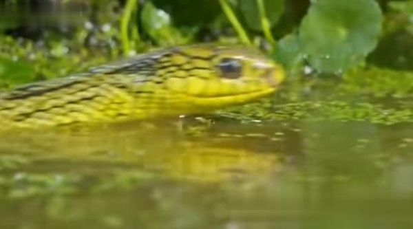 菜花蛇图片大全大图_菜花蛇有毒吗-第3张图片-山城妙识 菜花蛇图片大全大图_菜花蛇有毒吗-第3张图片-山城妙识