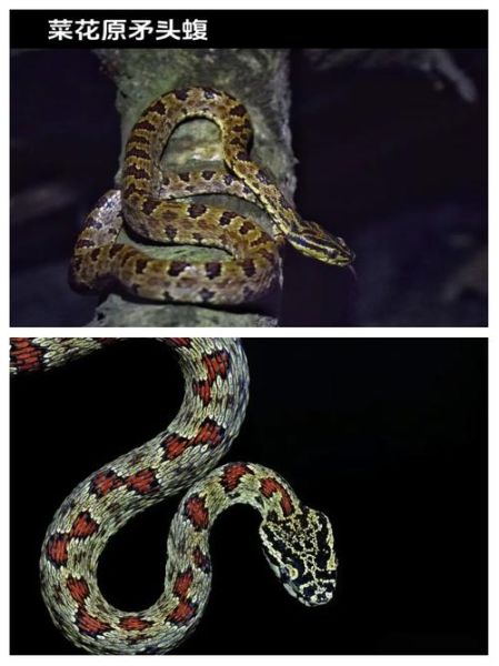 菜花蛇图片大全大图_菜花蛇有毒吗-第1张图片-山城妙识 菜花蛇图片大全大图_菜花蛇有毒吗-第1张图片-山城妙识