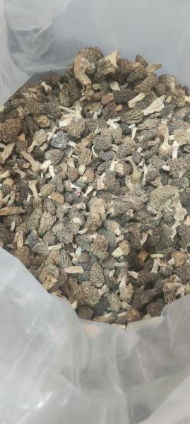 野生羊肚菌多少钱一斤_野生羊肚菌为什么这么贵-第1张图片-山城妙识