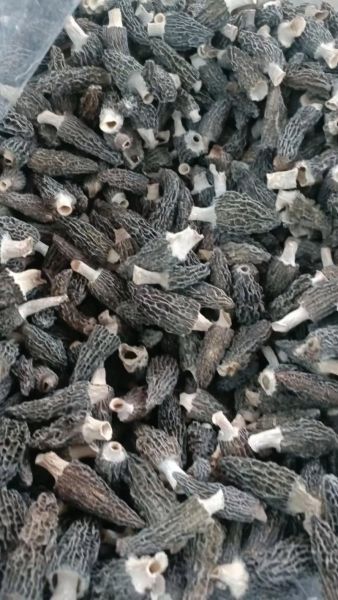 野生羊肚菌多少钱一斤_野生羊肚菌为什么这么贵-第2张图片-山城妙识