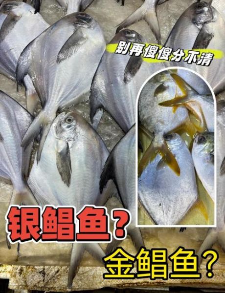 金昌鱼和金鲳鱼的区别_哪个更好吃-第1张图片-山城妙识