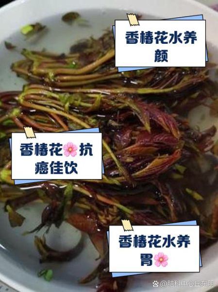 晒干的香椿花怎样泡水喝_香椿花泡水功效与禁忌-第1张图片-山城妙识