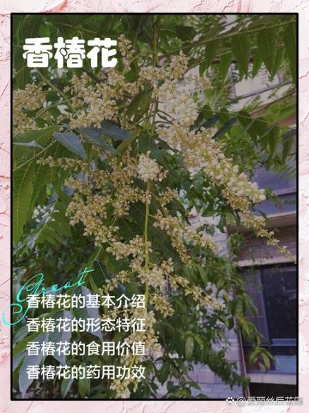 晒干的香椿花怎样泡水喝_香椿花泡水功效与禁忌-第2张图片-山城妙识