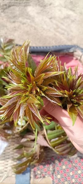 晒干的香椿花怎样泡水喝_香椿花泡水功效与禁忌-第3张图片-山城妙识