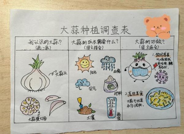 蒜苗怎么种_蒜苗种植时间和方法-第3张图片-山城妙识 蒜苗怎么种_蒜苗种植时间和方法-第3张图片-山城妙识