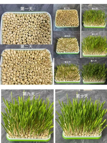 蒜苗怎么种_蒜苗种植时间和方法-第1张图片-山城妙识 蒜苗怎么种_蒜苗种植时间和方法-第1张图片-山城妙识
