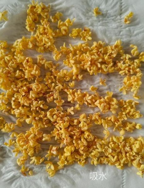 桂花阴干的正确做法_桂花怎么阴干不变色-第1张图片-山城妙识 桂花阴干的正确做法_桂花怎么阴干不变色-第1张图片-山城妙识