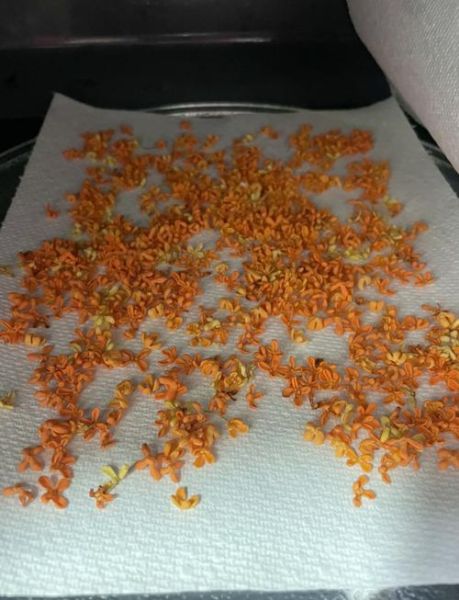 桂花阴干的正确做法_桂花怎么阴干不变色-第3张图片-山城妙识 桂花阴干的正确做法_桂花怎么阴干不变色-第3张图片-山城妙识