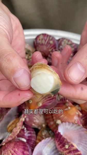扇贝肉哪些部位不能吃_图解教你避开毒素区-第1张图片-山城妙识 扇贝肉哪些部位不能吃_图解教你避开毒素区-第1张图片-山城妙识