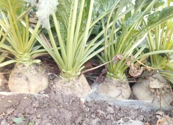 北方甜菜长什么样_北方甜菜种植技术-第1张图片-山城妙识