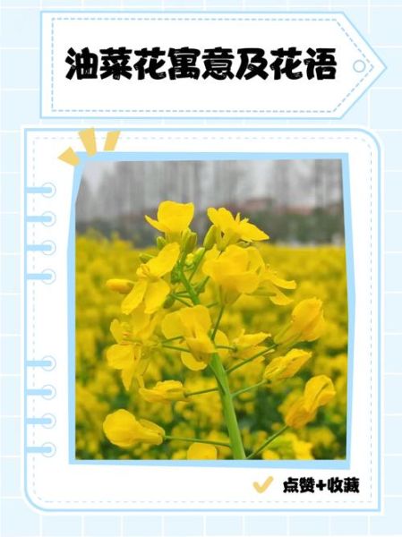 油菜花的花语象征什么_油菜花代表什么寓意-第2张图片-山城妙识