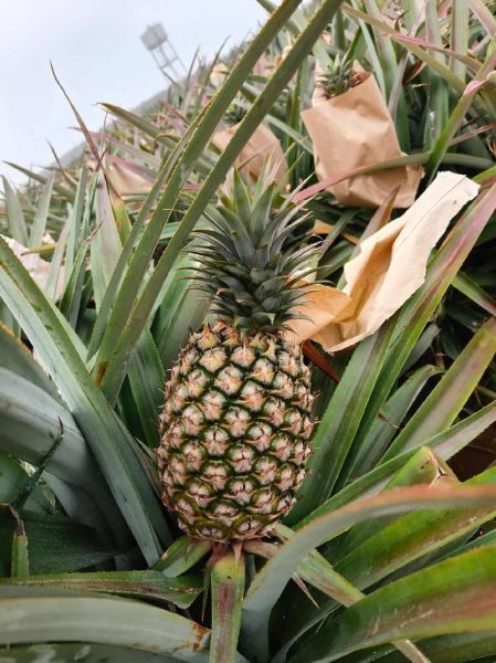 凤梨价格多少钱一斤_凤梨多少钱一斤2024-第1张图片-山城妙识