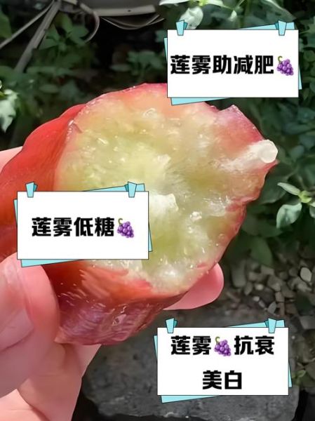 莲雾八杯水真的吗_莲雾含水量多少-第2张图片-山城妙识 莲雾八杯水真的吗_莲雾含水量多少-第2张图片-山城妙识