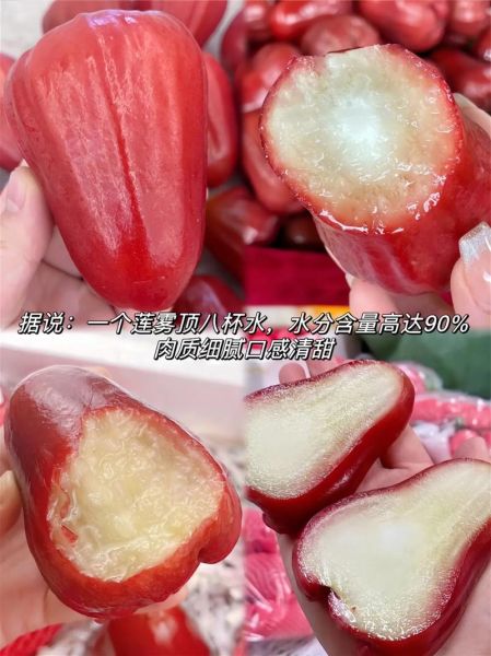 莲雾八杯水真的吗_莲雾含水量多少-第3张图片-山城妙识 莲雾八杯水真的吗_莲雾含水量多少-第3张图片-山城妙识