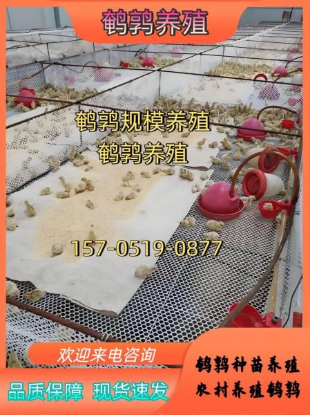 鹌鹑饲料配方怎么配_鹌鹑饲料配方比例是多少-第2张图片-山城妙识 鹌鹑饲料配方怎么配_鹌鹑饲料配方比例是多少-第2张图片-山城妙识