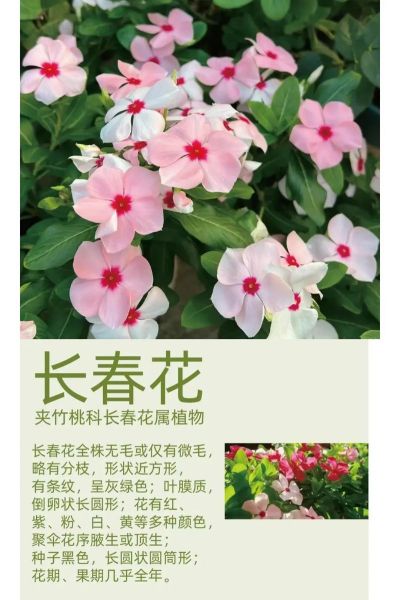 长春花花期多长_长春花一年开几次-第1张图片-山城妙识