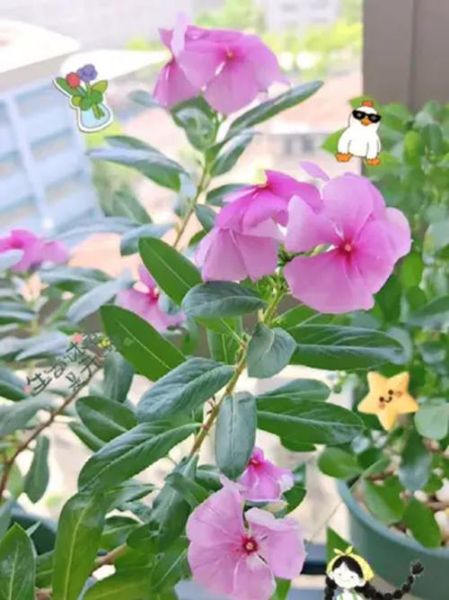 长春花花期多长_长春花一年开几次-第2张图片-山城妙识