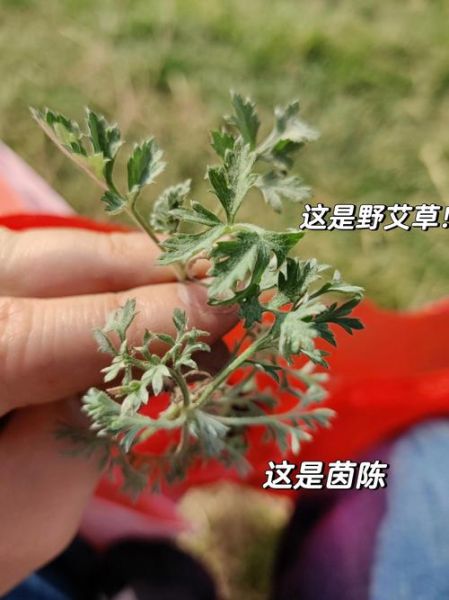 茵陈和青蒿的区别_怎么分辨-第1张图片-山城妙识 茵陈和青蒿的区别_怎么分辨-第1张图片-山城妙识