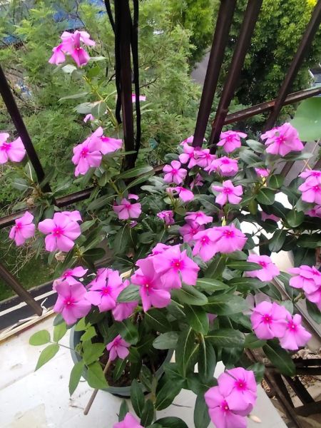 长春花花期多长_长春花一年开几次-第3张图片-山城妙识