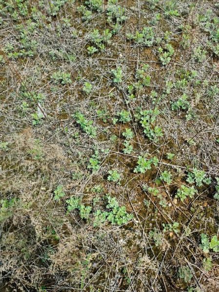 茵陈和青蒿的区别_怎么分辨-第2张图片-山城妙识 茵陈和青蒿的区别_怎么分辨-第2张图片-山城妙识