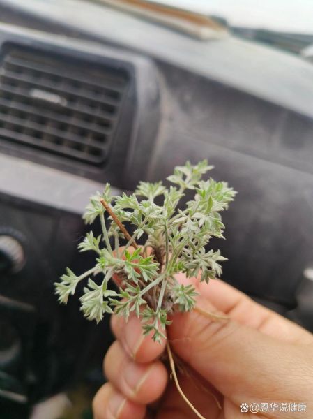 茵陈和青蒿的区别_怎么分辨-第3张图片-山城妙识 茵陈和青蒿的区别_怎么分辨-第3张图片-山城妙识