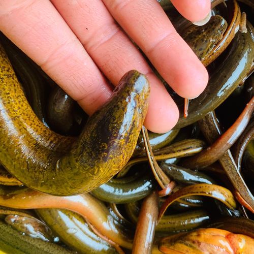 黄鳝开水烫死杀好不好_黄鳝怎么杀才干净-第1张图片-山城妙识 黄鳝开水烫死杀好不好_黄鳝怎么杀才干净-第1张图片-山城妙识