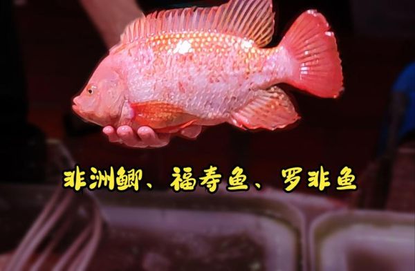 福寿鱼是罗非鱼吗_福寿鱼和罗非鱼的区别-第2张图片-山城妙识 福寿鱼是罗非鱼吗_福寿鱼和罗非鱼的区别-第2张图片-山城妙识