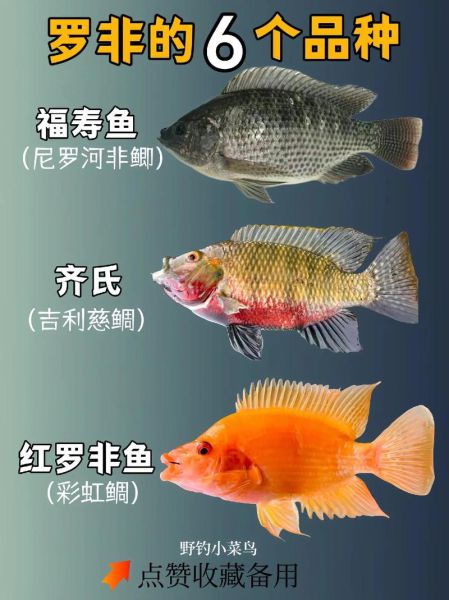 福寿鱼是罗非鱼吗_福寿鱼和罗非鱼的区别-第3张图片-山城妙识 福寿鱼是罗非鱼吗_福寿鱼和罗非鱼的区别-第3张图片-山城妙识
