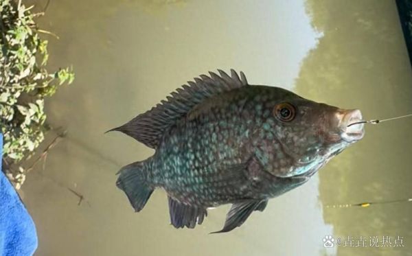 福寿鱼是罗非鱼吗_福寿鱼和罗非鱼的区别-第1张图片-山城妙识 福寿鱼是罗非鱼吗_福寿鱼和罗非鱼的区别-第1张图片-山城妙识