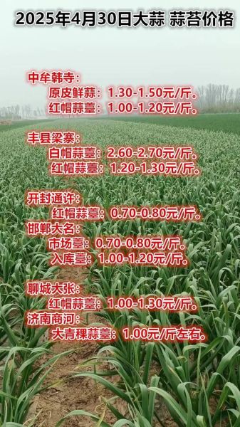 今日大蒜价格多少钱一斤_蒜通天下最新行情-第2张图片-山城妙识 今日大蒜价格多少钱一斤_蒜通天下最新行情-第2张图片-山城妙识