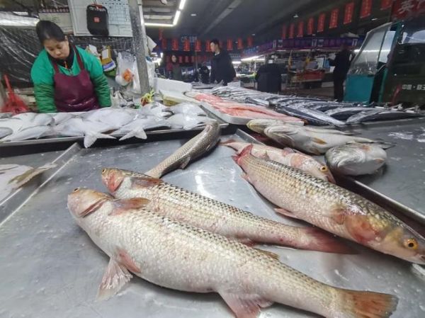 梭鱼怎么去土腥味_梭鱼不腥的做法-第3张图片-山城妙识