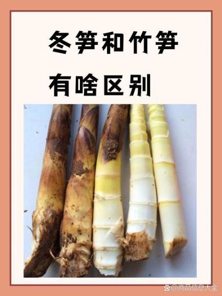 冬笋和春笋的区别_冬笋怎么挑选-第1张图片-山城妙识 冬笋和春笋的区别_冬笋怎么挑选-第1张图片-山城妙识