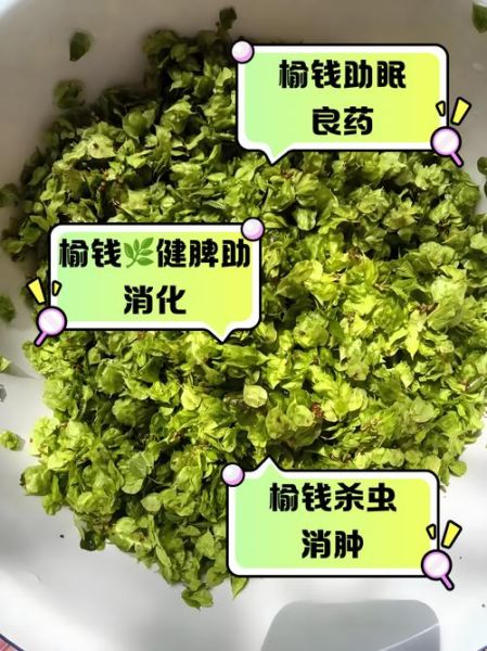 榆钱的功效与作用_榆钱怎么吃最养生-第1张图片-山城妙识 榆钱的功效与作用_榆钱怎么吃最养生-第1张图片-山城妙识