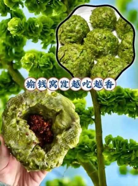 榆钱的功效与作用_榆钱怎么吃最养生-第3张图片-山城妙识 榆钱的功效与作用_榆钱怎么吃最养生-第3张图片-山城妙识