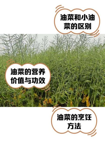 小油菜怎么种_小油菜的营养价值-第2张图片-山城妙识 小油菜怎么种_小油菜的营养价值-第2张图片-山城妙识