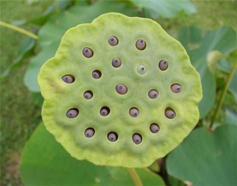 莲蓬乳是什么原因造成的_怎么预防-第1张图片-山城妙识