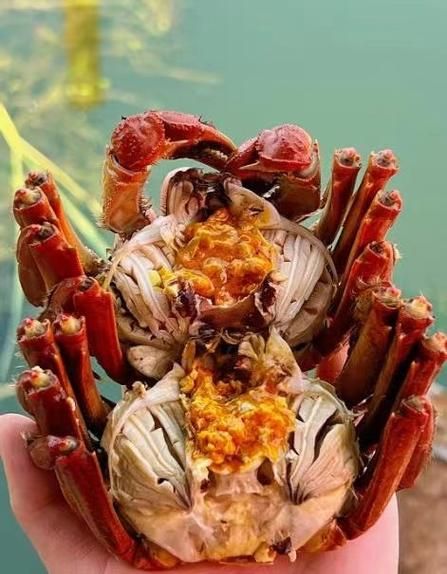 大闸蟹哪里的好_阳澄湖大闸蟹为什么出名-第3张图片-山城妙识