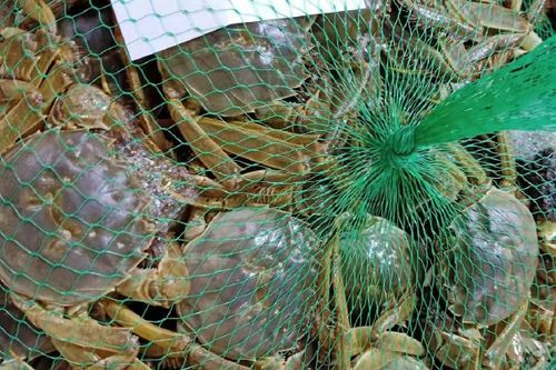 大闸蟹哪里批发最便宜_如何拿到一手货源-第2张图片-山城妙识