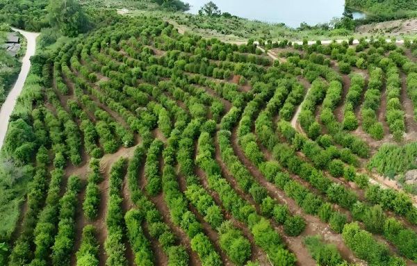 油茶项目可行性报告_油茶种植前景如何-第1张图片-山城妙识