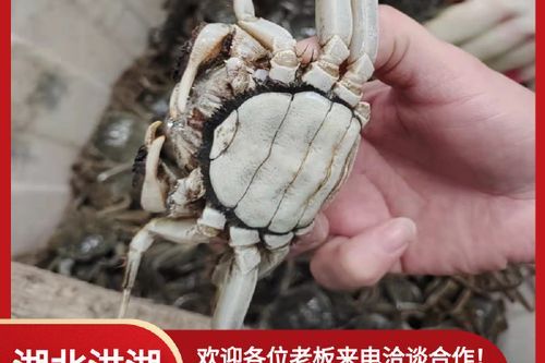 大闸蟹哪里批发最便宜_如何拿到一手货源-第3张图片-山城妙识
