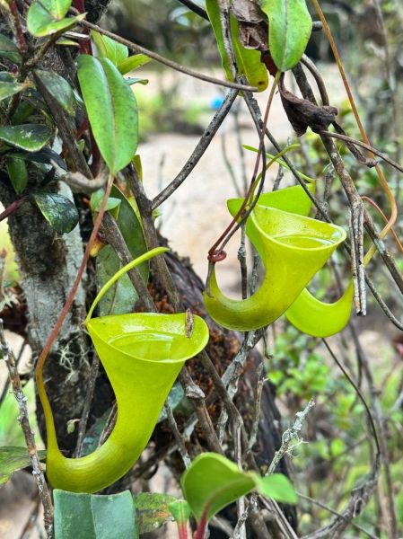 猪笼草怎么养_猪笼草多久浇一次水-第3张图片-山城妙识