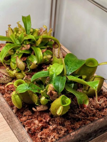 猪笼草怎么养_猪笼草多久浇一次水-第2张图片-山城妙识