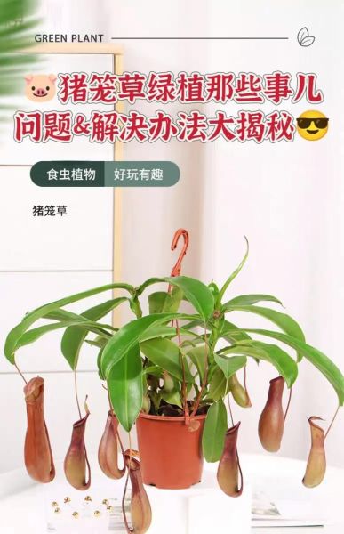 猪笼草怎么养_猪笼草多久浇一次水-第1张图片-山城妙识