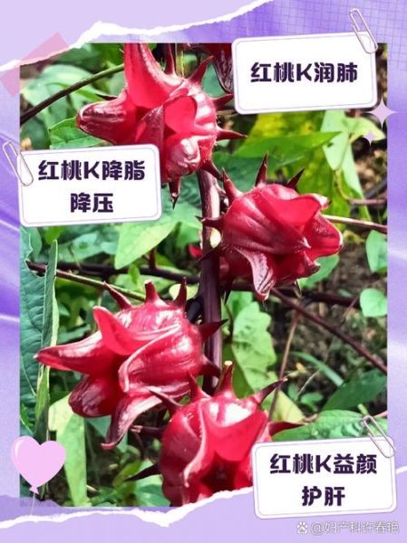 红桃k的作用及功效_红桃k适合什么人吃-第1张图片-山城妙识